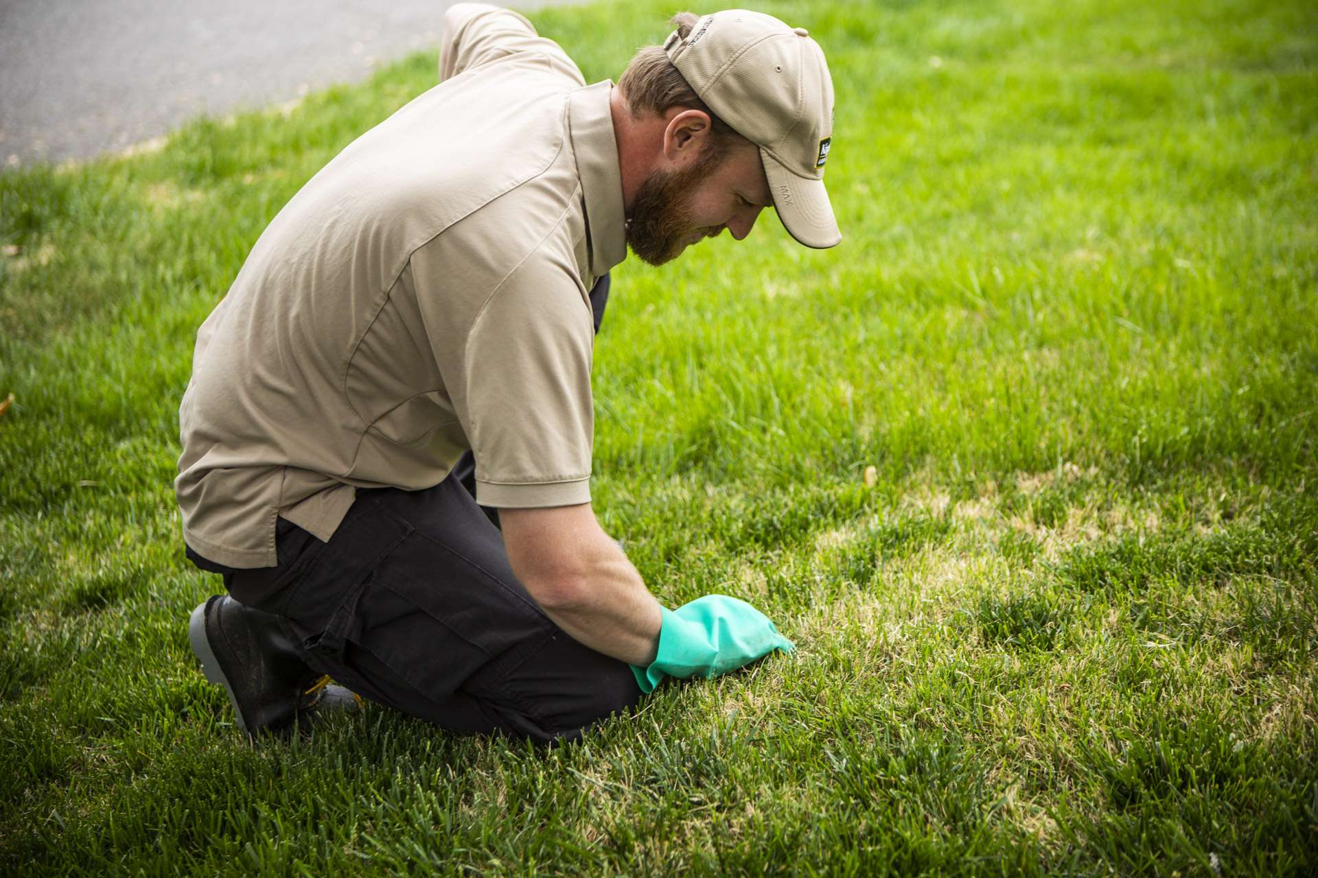 Stop Lawn Damage: How to Identify & Eliminate Lawn Pests in Northern ...