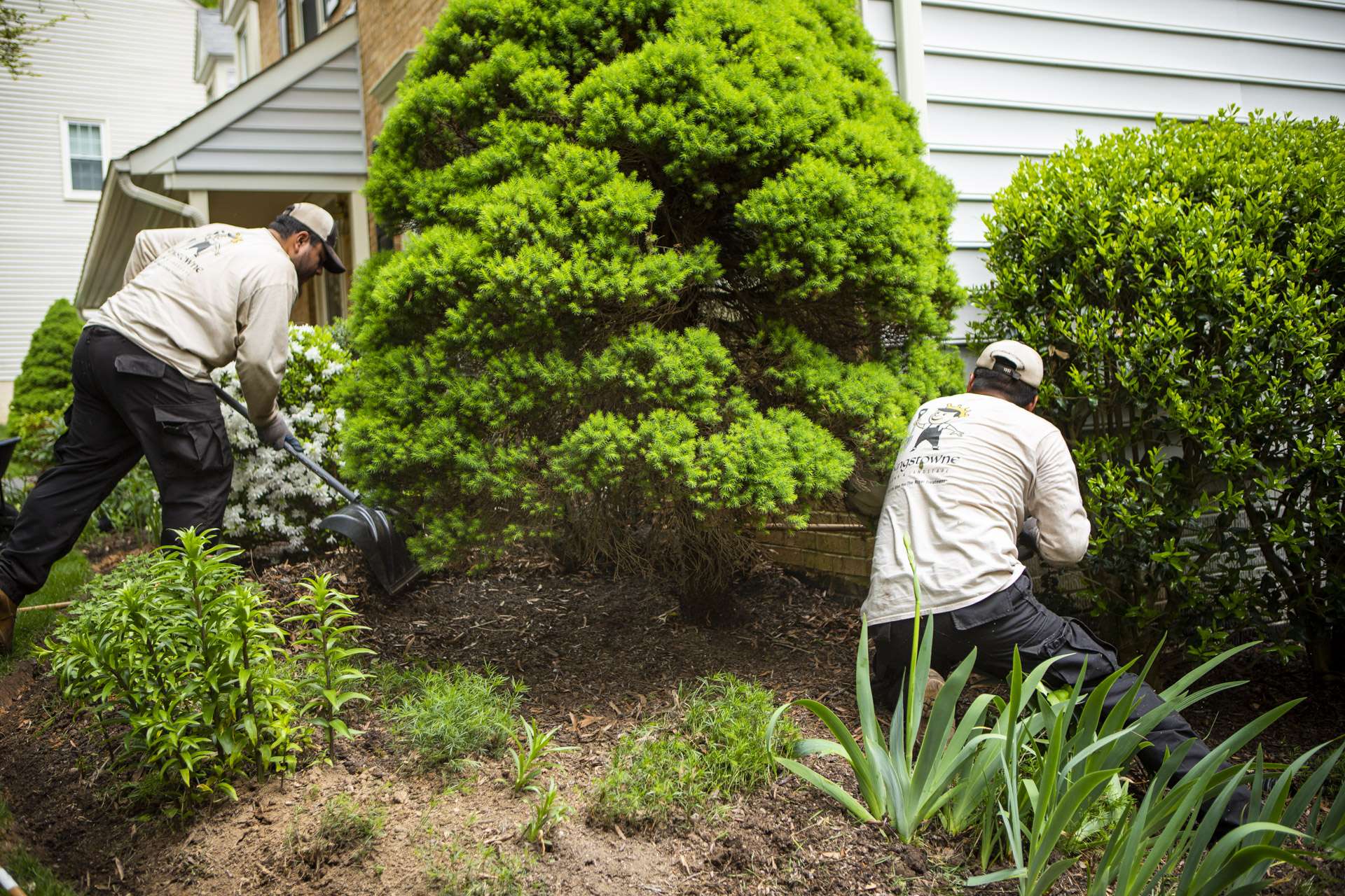 5 Tips to Caring For Your Evergreen Shrubs in Northern Virginia
