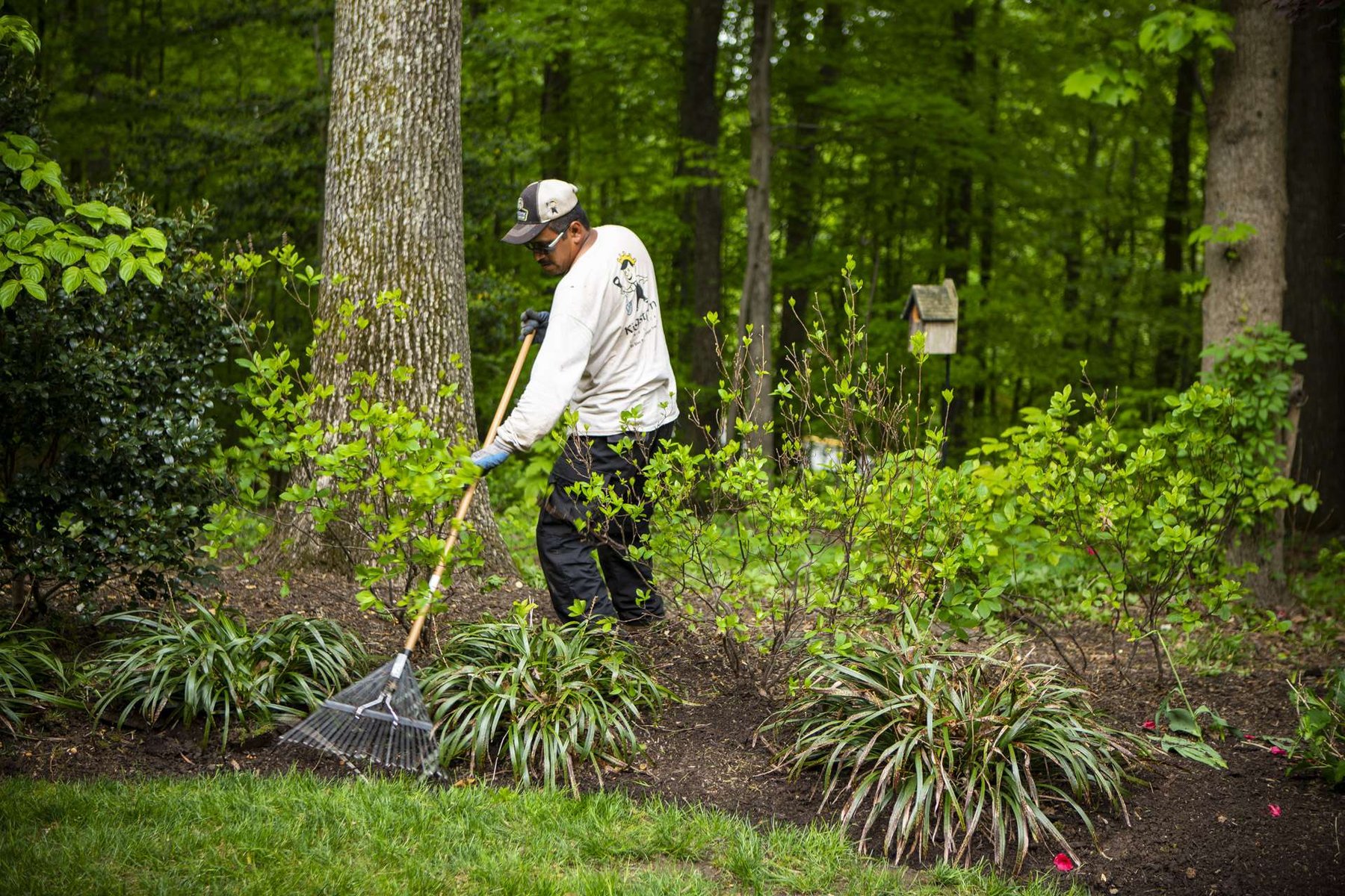 Is Volcano Mulching Killing Your Trees? Learn How to Mulch Trees Correctly