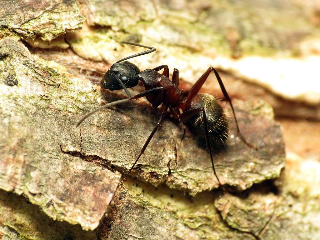 All About Ants in Virginia: Ant Identification & How to Control Them