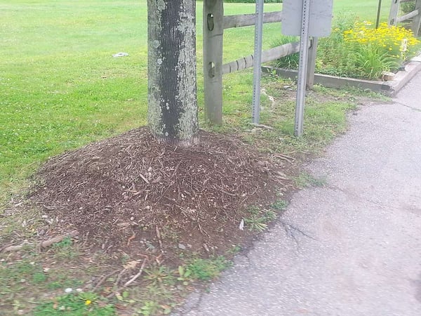 Is Volcano Mulching Killing Your Trees? Learn How to Mulch Trees Correctly