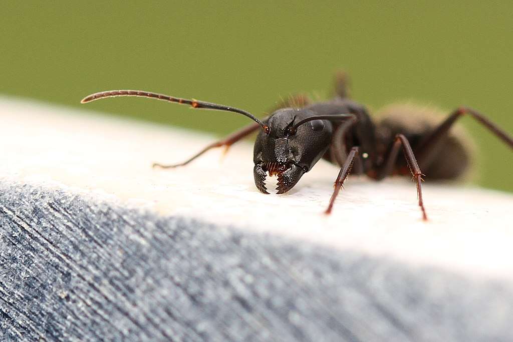 Do Ants Fly, Bite, Sleep, etc.? 10 Surprising Facts About Ants