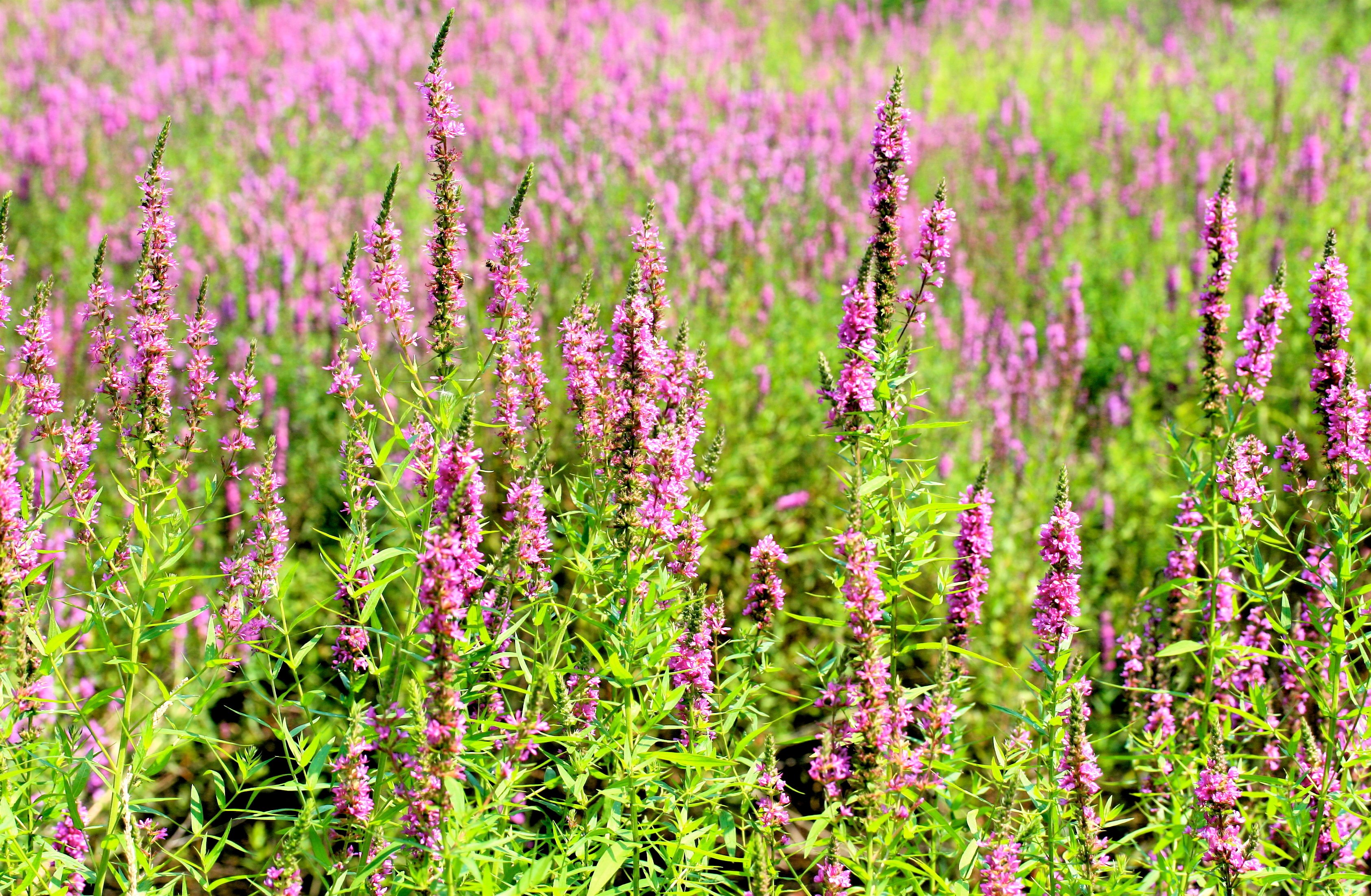 8 Common Invasive Landscape Plants (& Our Top Choices to Replace Them)