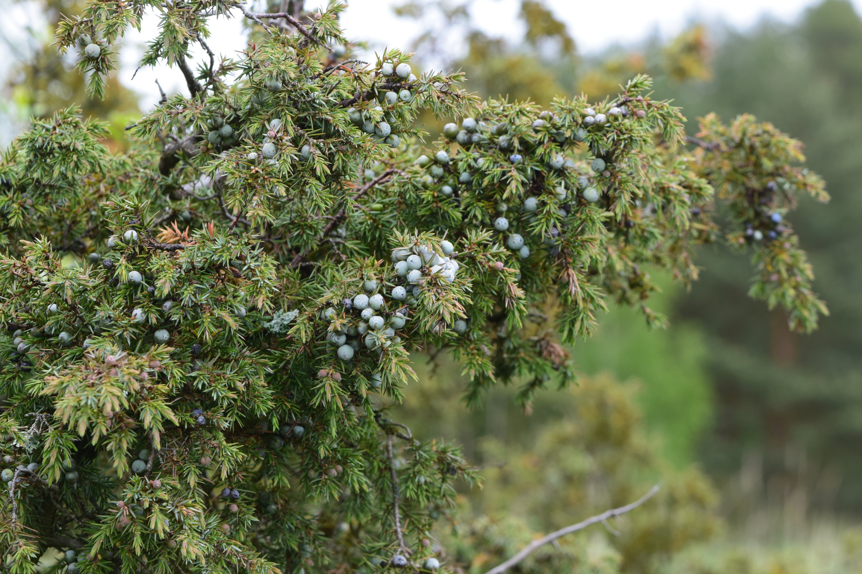 6 Ornamental Trees That are Safe to Plant Near Your Home's Foundation