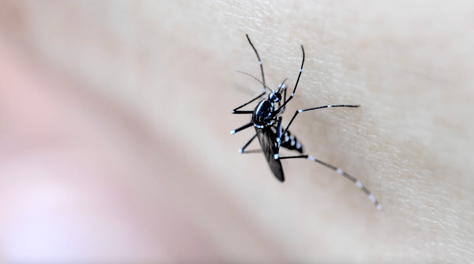 4 Signs of a Mosquito Infestation in Your Yard and What To Do