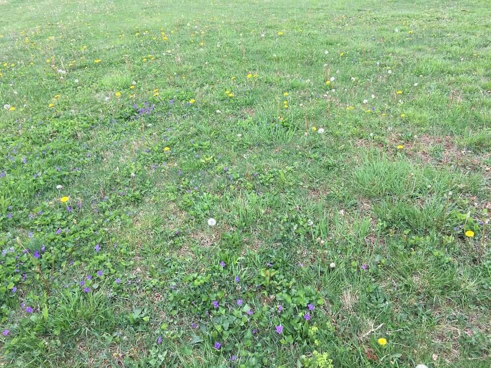 9 Common Lawn Weeds in Northern Virginia: Identification Tips and How ...