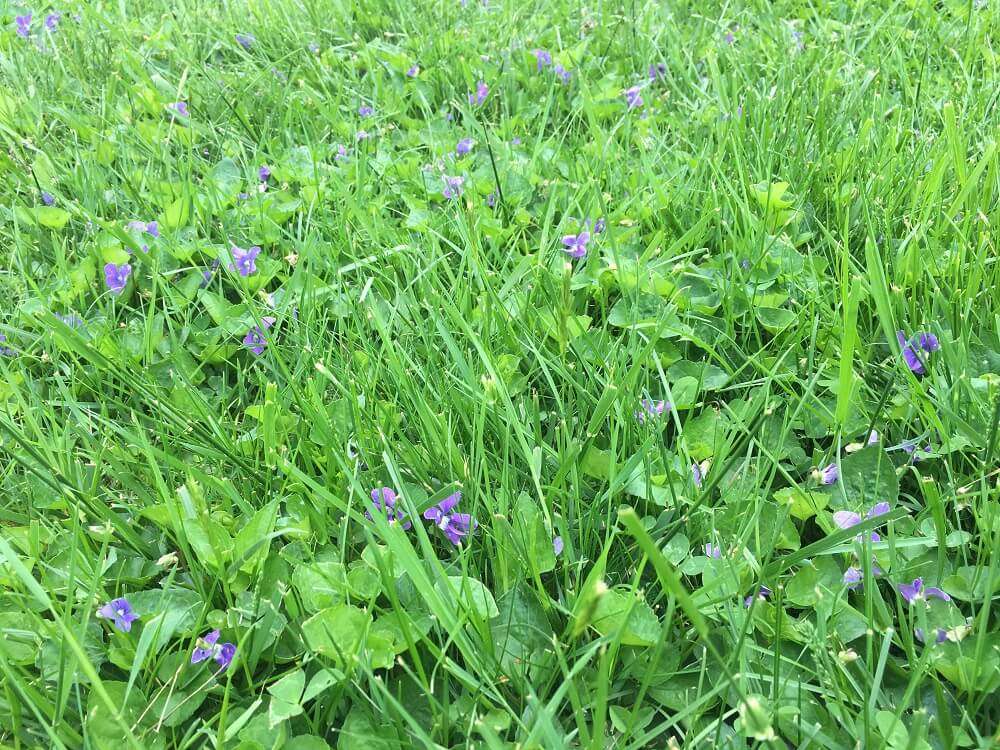 9 Common Lawn Weeds in Northern Virginia: Identification Tips and How ...