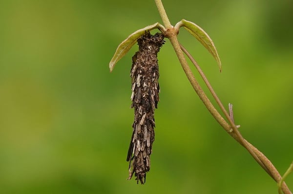 How to Get Rid of Bagworms on Your Trees and Shrubs in Virginia