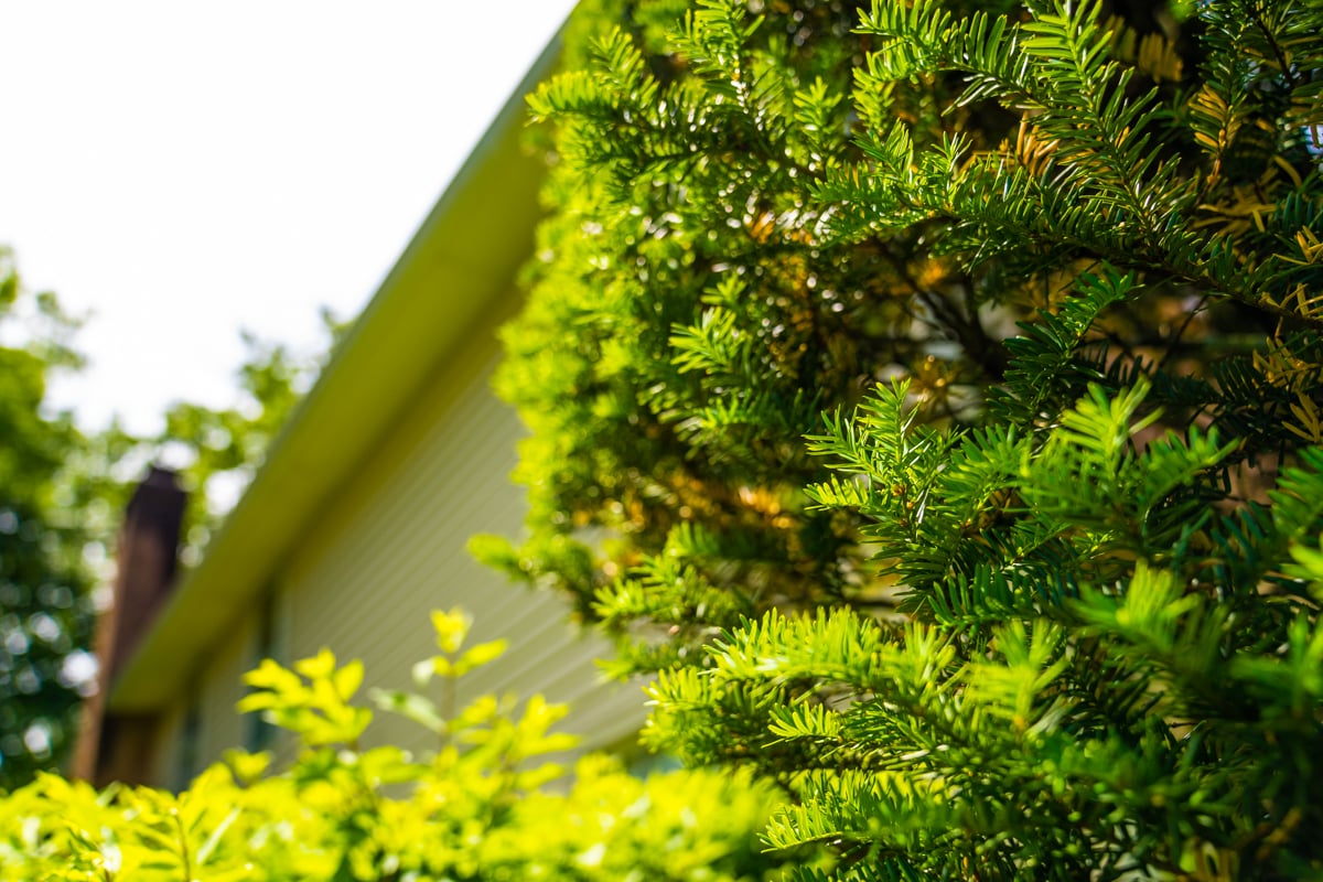 Naturalized Plants: 12 Beneficial Non-Native Species For Your Landscape