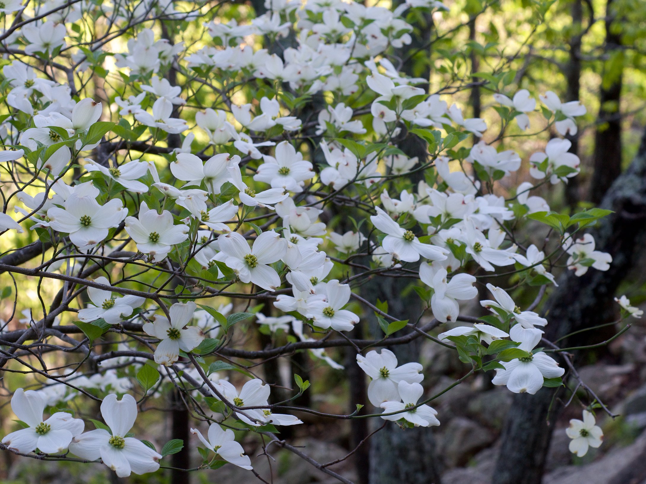 6 Ornamental Trees That are Safe to Plant Near Your Home's Foundation
