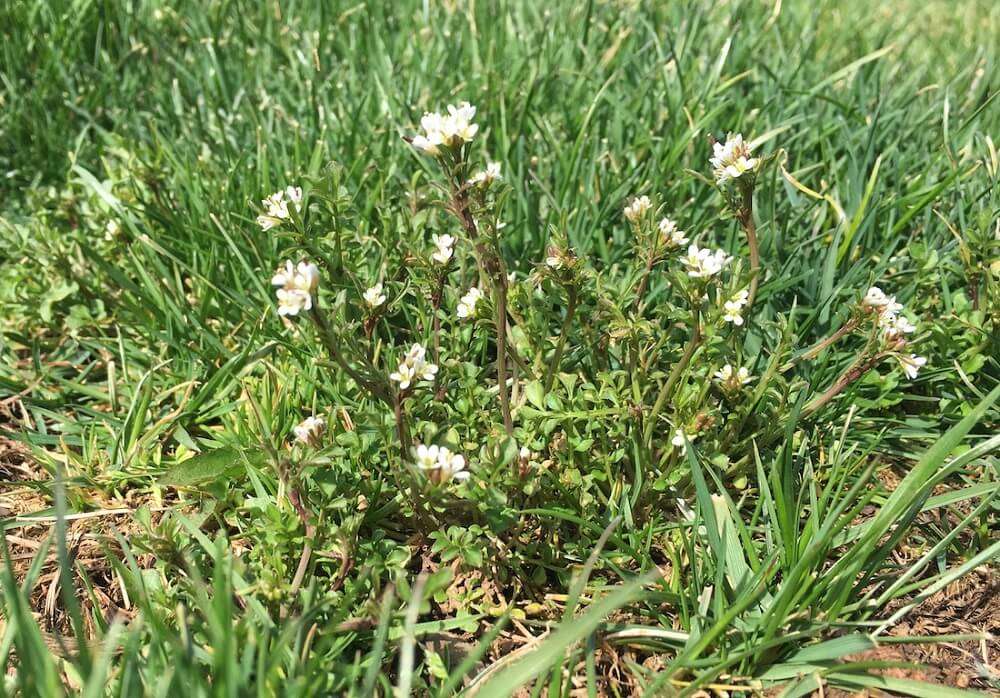 9 Common Lawn Weeds in Northern Virginia: Identification Tips and How ...