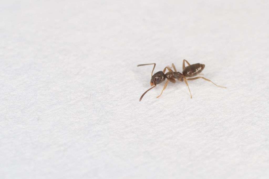 All About Ants in Virginia: Ant Identification & How to Control Them