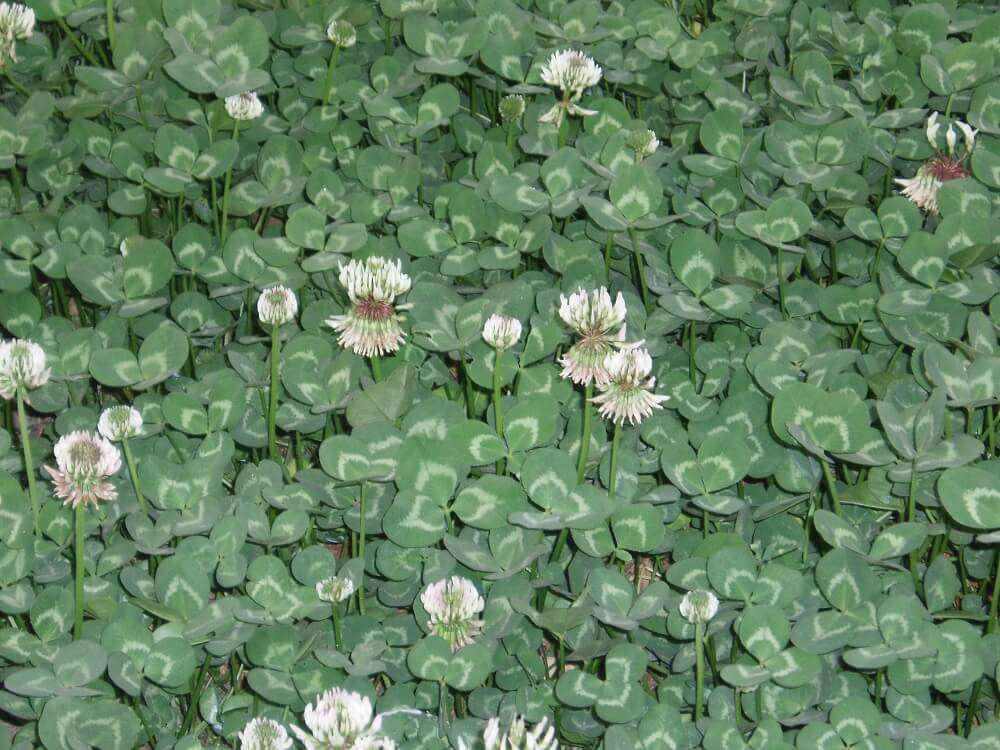 9 Common Lawn Weeds in Northern Virginia: Identification Tips and How ...